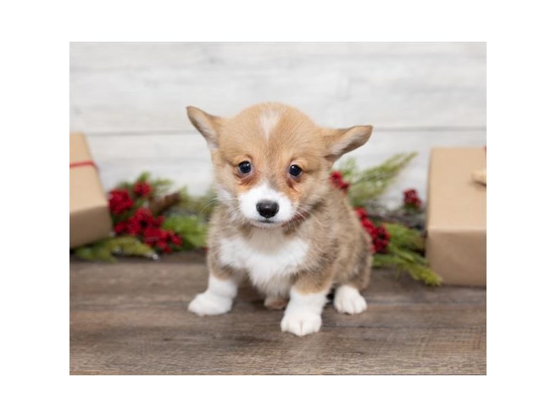 Pembroke Welsh Corgi Puppy Sable / White ID:17393 Located at Petland ...
