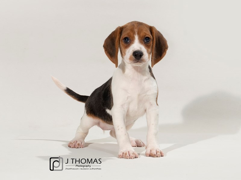 Beagle Puppy ID:17467 Located at Petland Topeka, Kansas