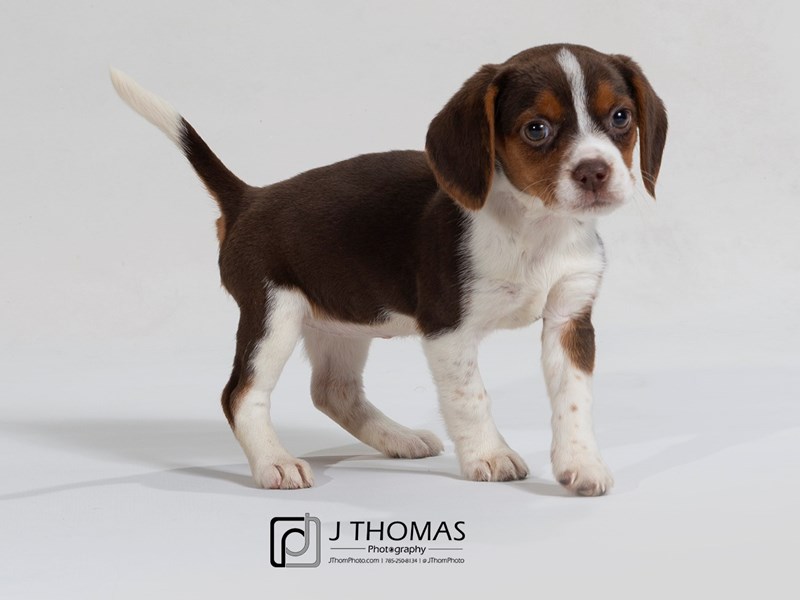 Beagle Puppy ID:17493 Located at Petland Topeka, Kansas