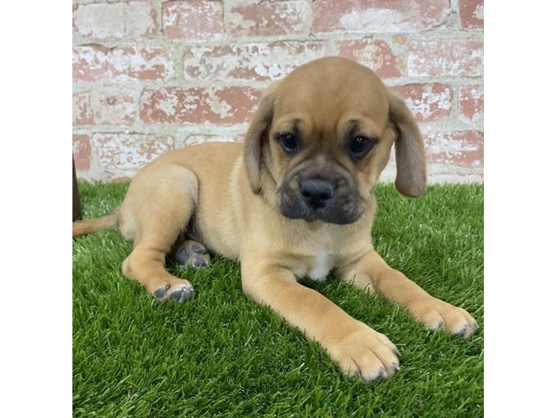 Puggle Puppy Fawn ID:17721 Located at Petland Topeka, Kansas