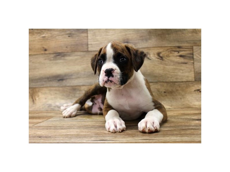 Boxer Puppy Fawn / White ID:17839 Located at Petland Topeka, Kansas