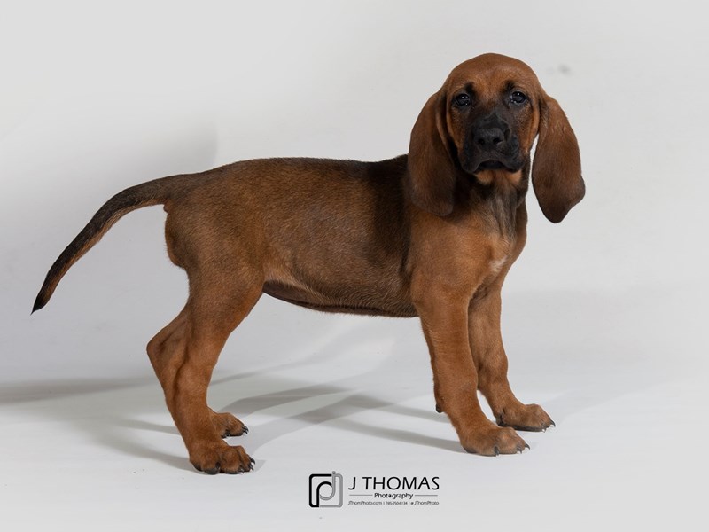 Red Bloodhound Dog