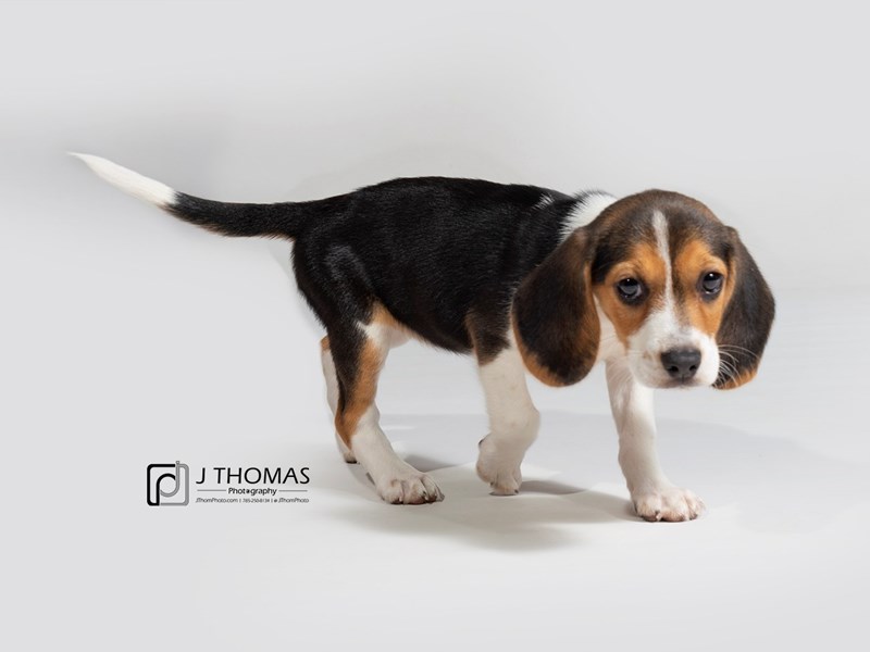 Beagle Puppy ID:17931 Located at Petland Topeka, Kansas