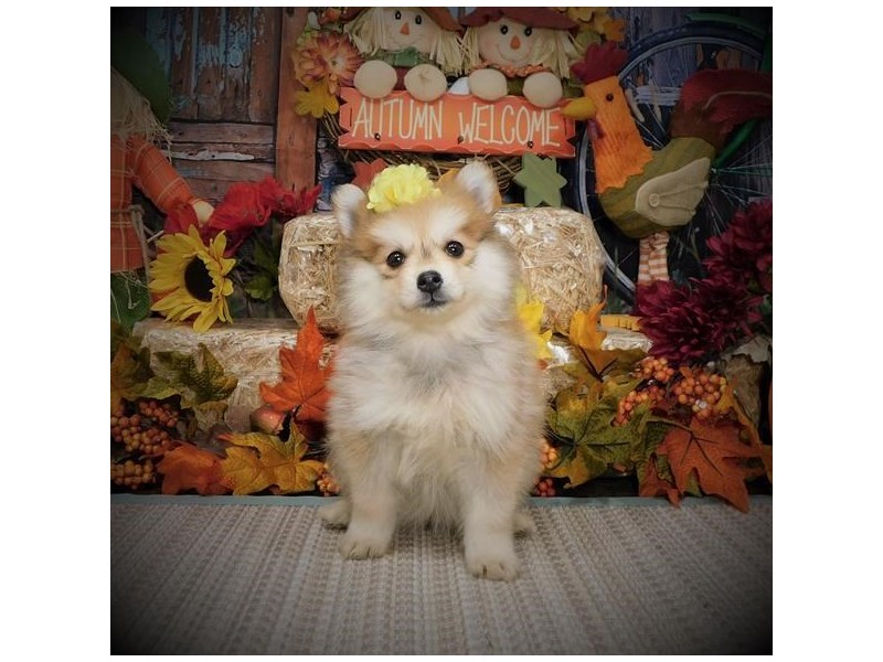 Pomsky Puppy Orange Sable ID:18084 Located at Petland Topeka, Kansas