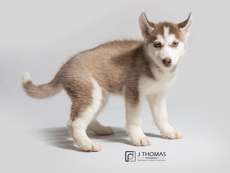 Siberian Husky Puppy Red / White ID:18138 Located at Petland Topeka, Kansas