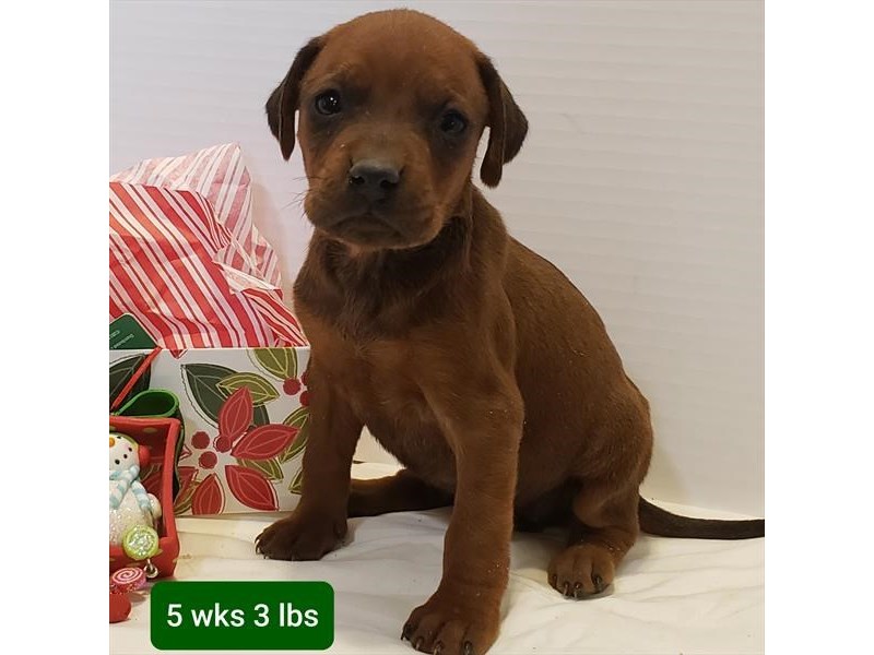 Redbone Coonhound Puppy Red ID:18308 Located at Petland Topeka, Kansas
