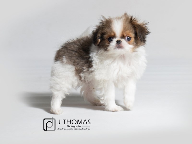 Japanese Chin Puppy Sable / White ID:18310 Located at Petland Topeka ...