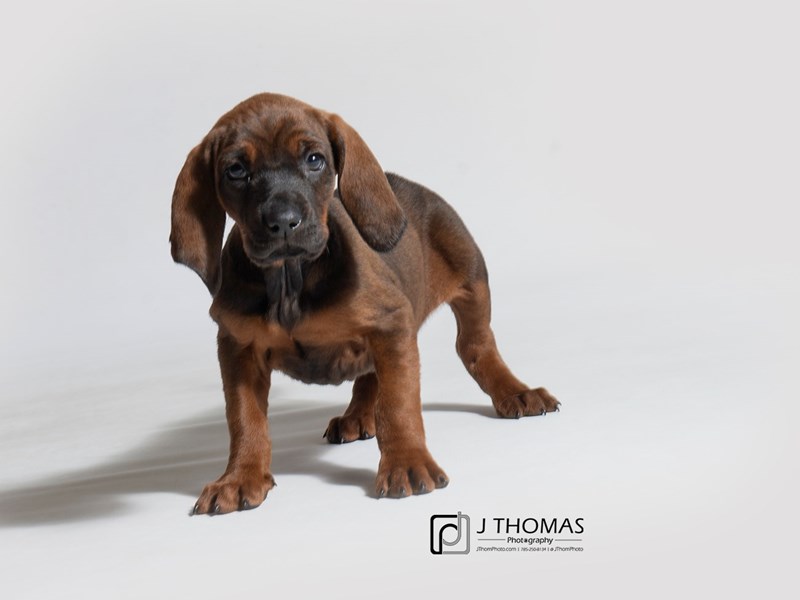 Beagle Puppy Red ID:18400 Located at Petland Topeka, Kansas