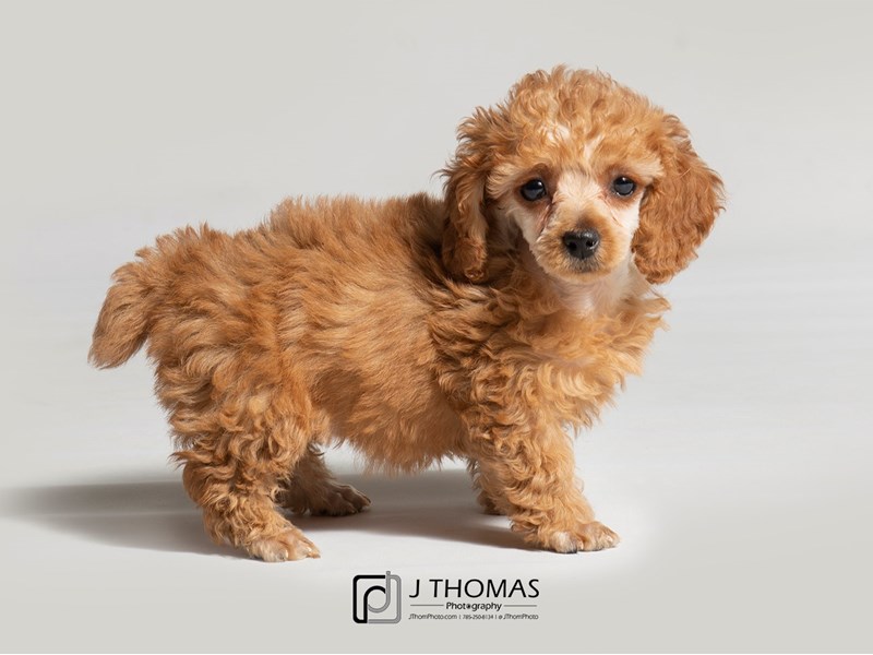 Poodle Puppy Red ID:18565 Located at Petland Topeka, Kansas