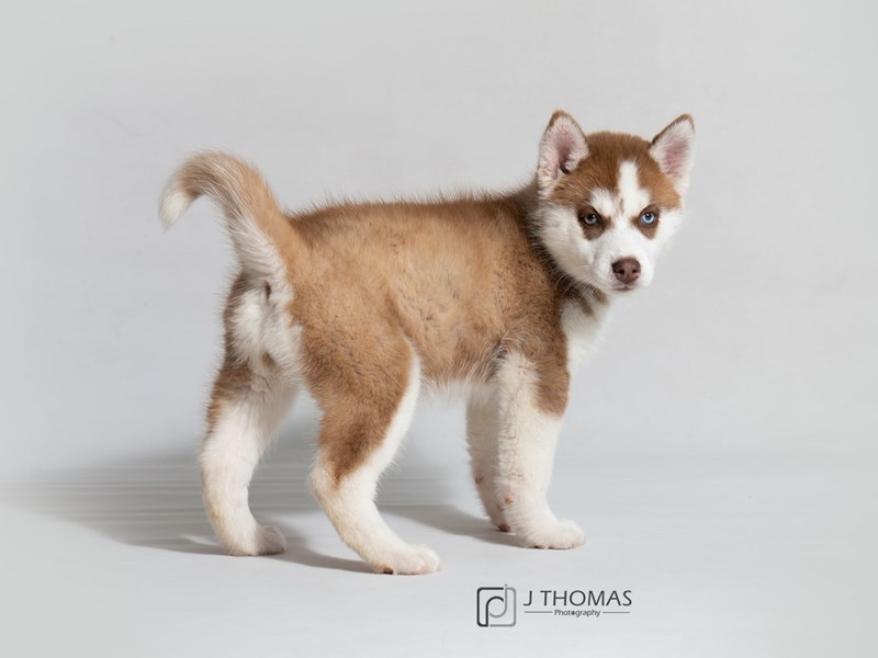 Siberian Husky Puppy ID:18630 Located at Petland Topeka, Kansas