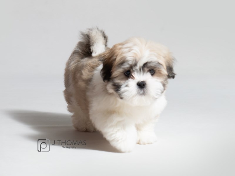 Lhasa Apso Puppy Golden ID:18624 Located at Petland Topeka, Kansas