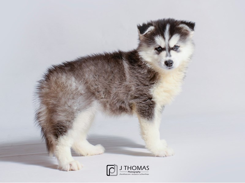 Pomsky Puppy Black / White ID:18787 Located at Petland Topeka, Kansas