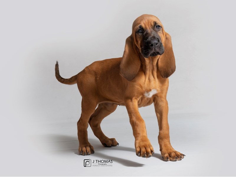 Black Bloodhound Puppy