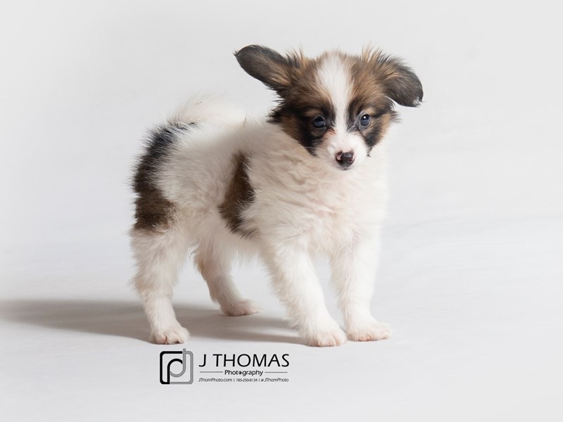 Papillon Puppy Black White / Tan ID:18872 Located at Petland Topeka, Kansas