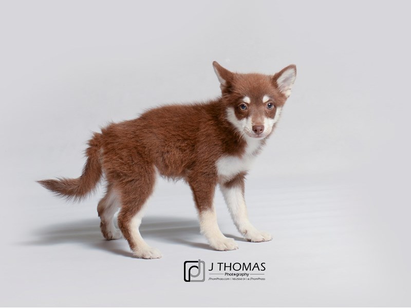 Pomsky Puppy Red ID:18901 Located at Petland Topeka, Kansas
