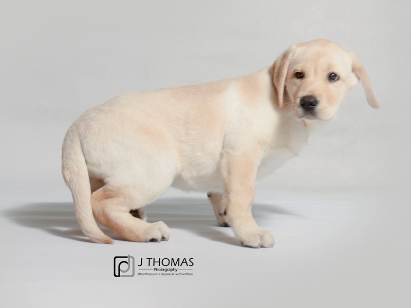 Female Yellow Labrador Retriever