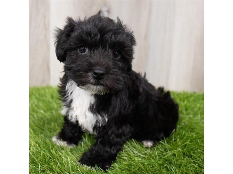 Yorkiepoo Puppy Black ID:19118 Located at Petland Topeka, Kansas