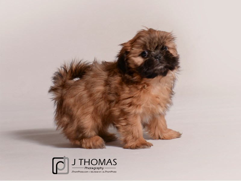 Shih Tzu Puppy Gold ID:19239 Located at Petland Topeka, Kansas