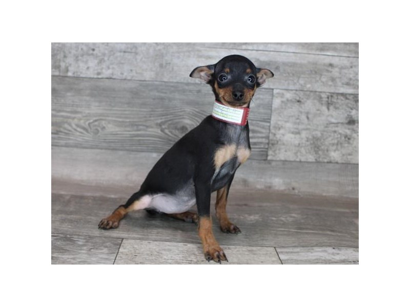 Miniature Pinscher Puppy Black / Rust ID:19282 Located at Petland ...
