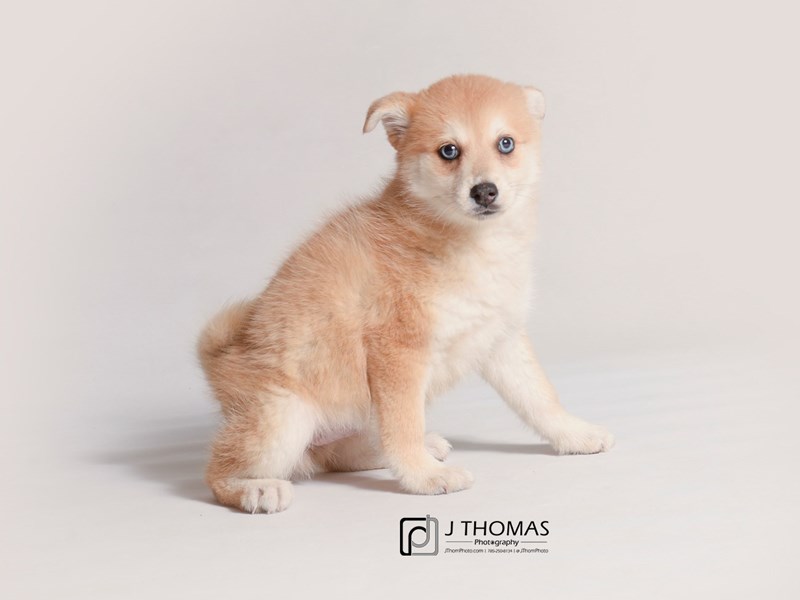 Pomsky Puppy Red ID:19314 Located at Petland Topeka, Kansas