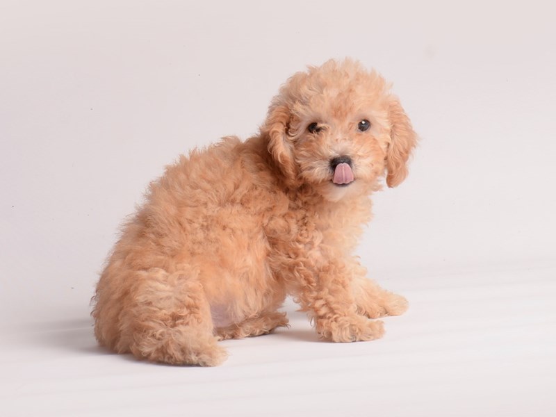 Apricot Toy Poodle Puppies