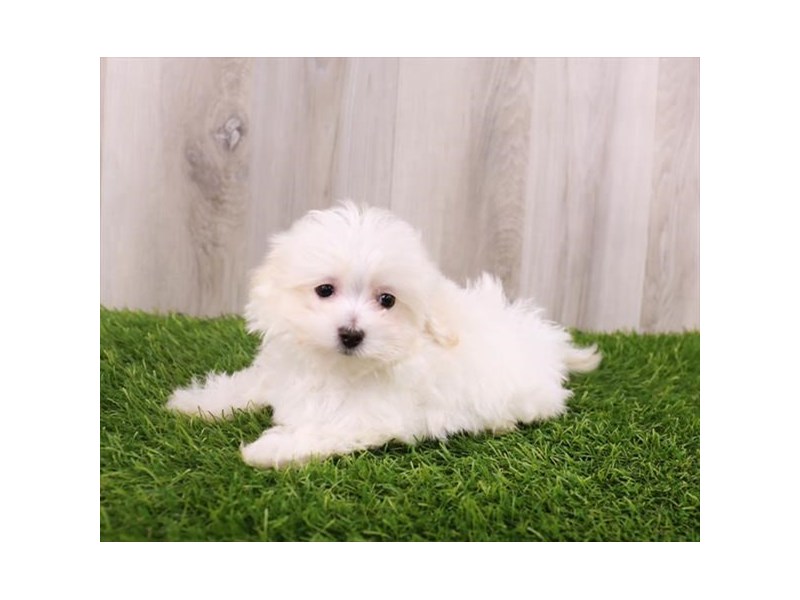 Are Maltipoos High Maintenance Pets