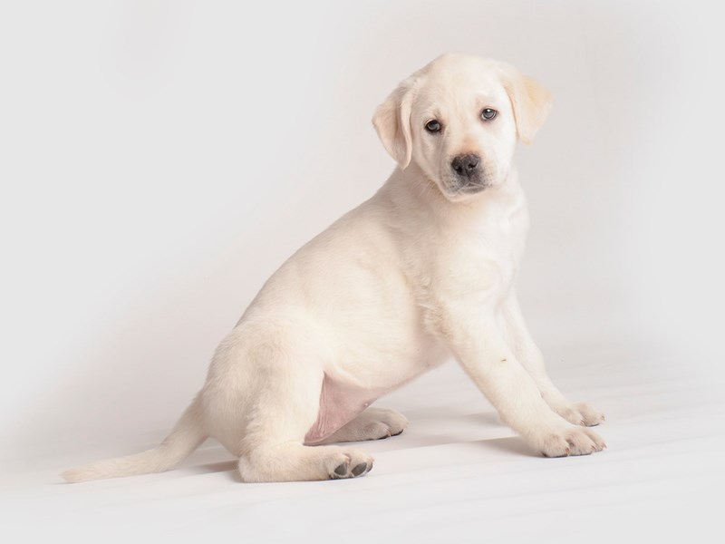 Labrador Retriever Small Animal Yellow ID:19994 Located at Petland ...