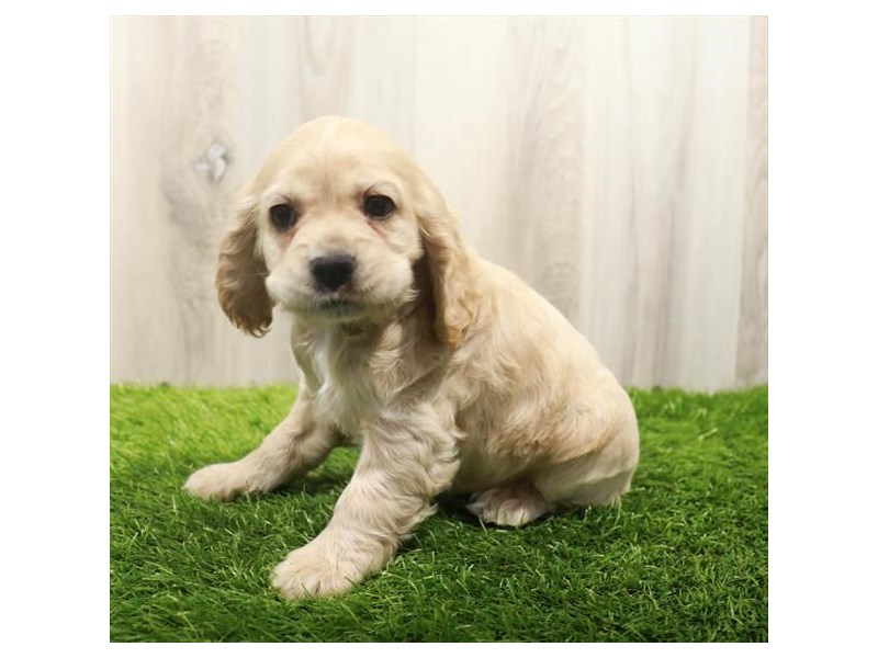 Are Cocker Spaniels Hyper