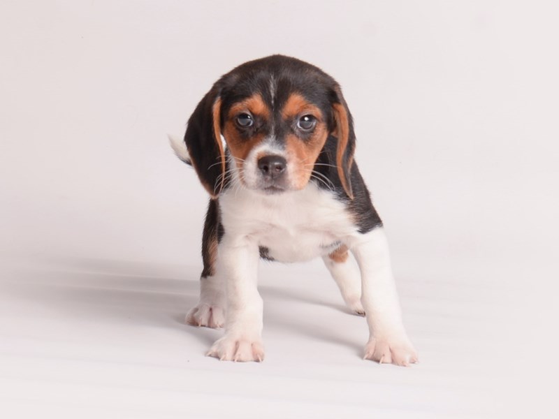 Beagle Small Animal Tri Color ID:20048 Located at Petland Topeka, Kansas
