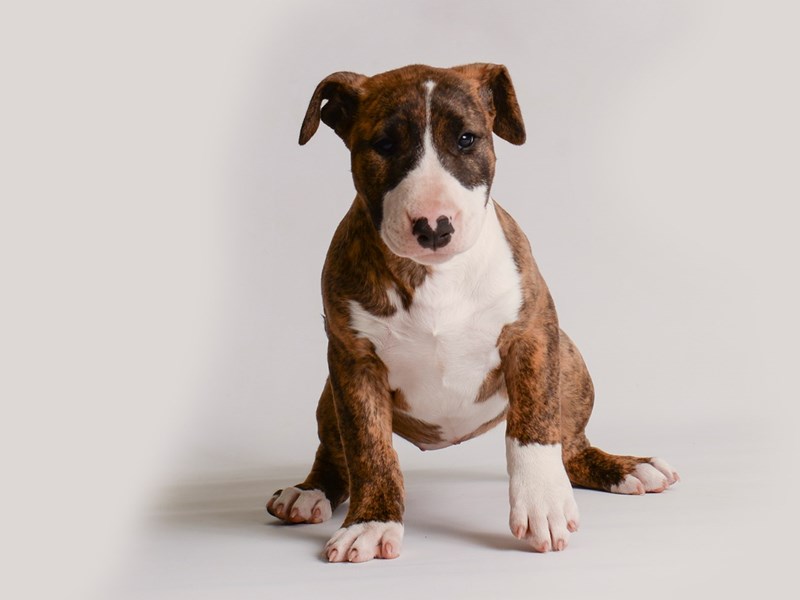 Bull Terrier Shedding A Lot