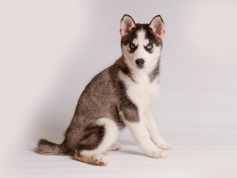 Siberian Husky Small Animal Black / White ID:20210 Located at Petland ...