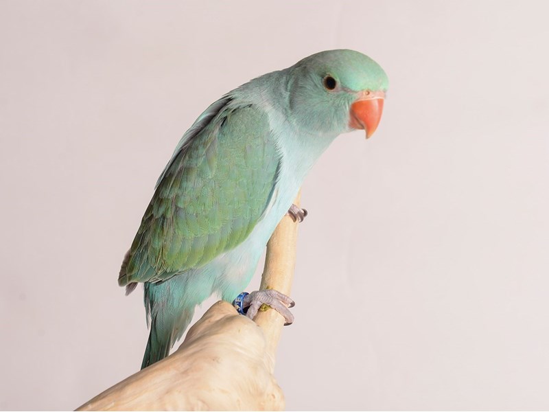 Indian Ringneck Parakeet-Bird--Green-4105178-Petland Topeka, Kansas