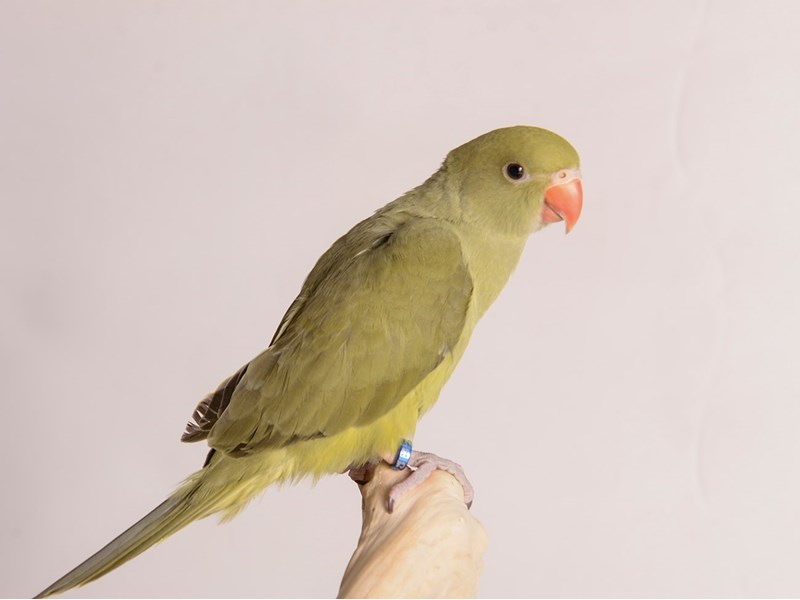 Indian Ringneck Parakeet-Bird--Green-4105178-Petland Topeka, Kansas