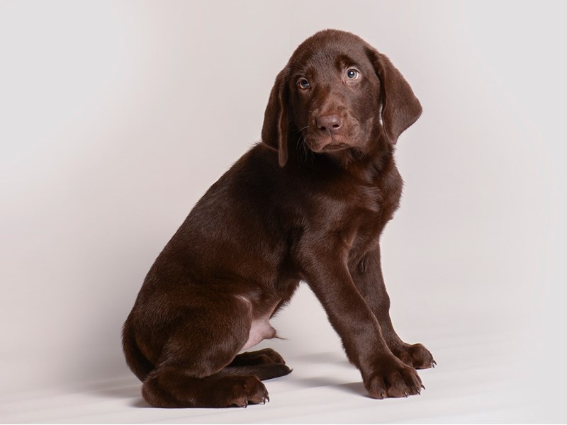 Labrador Retriever Chocolate Blue Eyes
