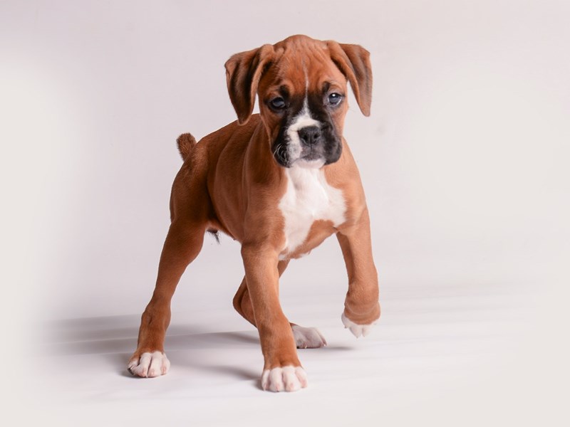 Boxer Small Animal Fawn / White ID:20367 Located at Petland Topeka, Kansas