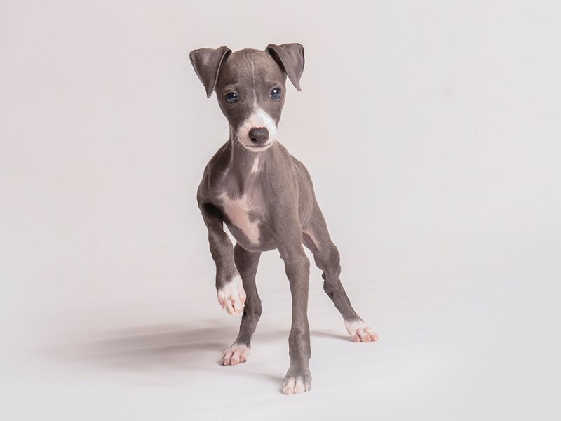 Italian Greyhound Small Animal Blue ID:20413 Located at Petland Topeka ...