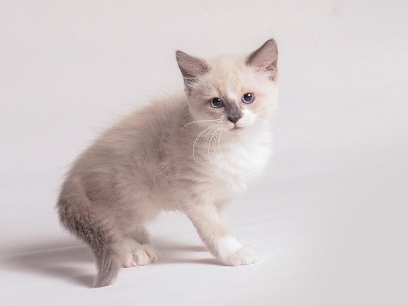 Lilac Vs Blue Ragdoll | ppgbbe.intranet.biologia.ufrj.br