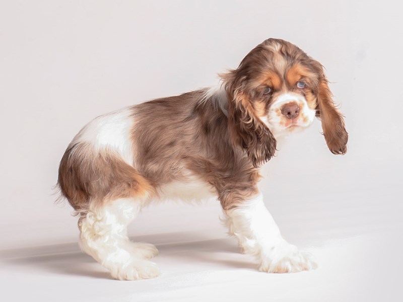Chocolate And White Cocker Spaniel