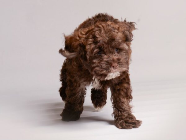 Cock A Poo-Dog-Female-Black / Tan-4246890-Petland Topeka, Kansas