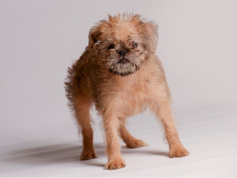 Brussels Griffon Pug Mix