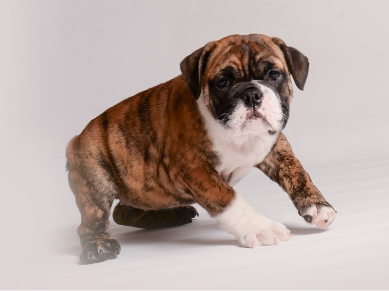 English Bully Puppies