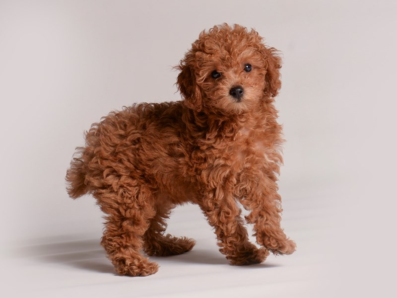 Toy Poodle Full Grown Red