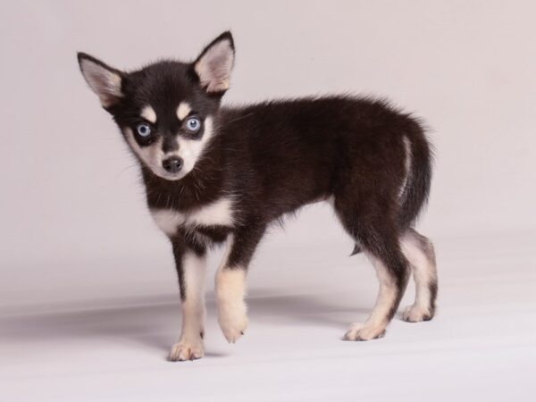 Available Pets - Page 4 of 4 - Petland Topeka, Kansas